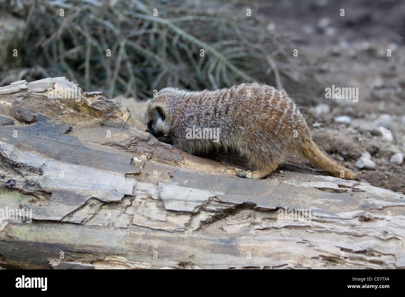 Meerkat Digging in to a piece of wood Stock Photo - Alamy