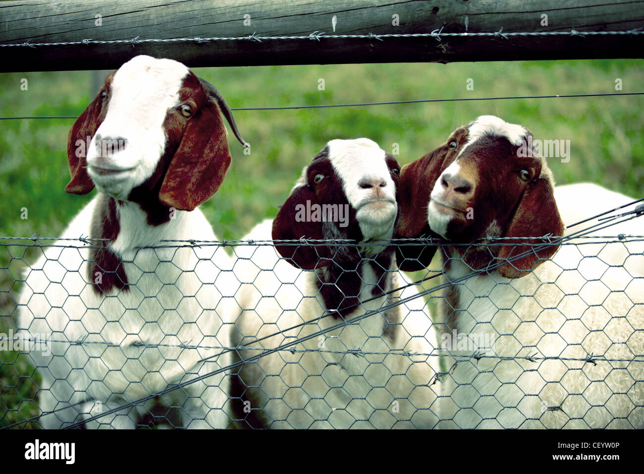 Farm feature hi-res stock photography and images - Alamy