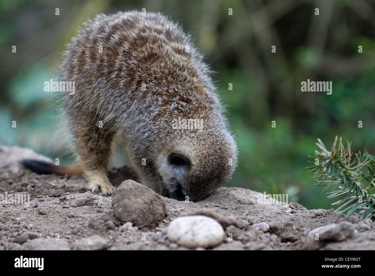 Meerkat digging through the mud Stock Photo - Alamy