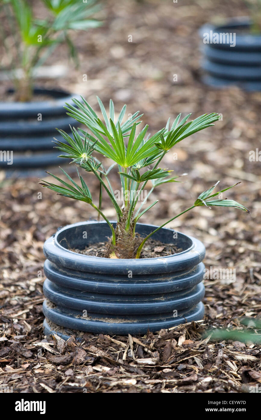 Oil palms Growing in plastic containers Stock Photo - Alamy
