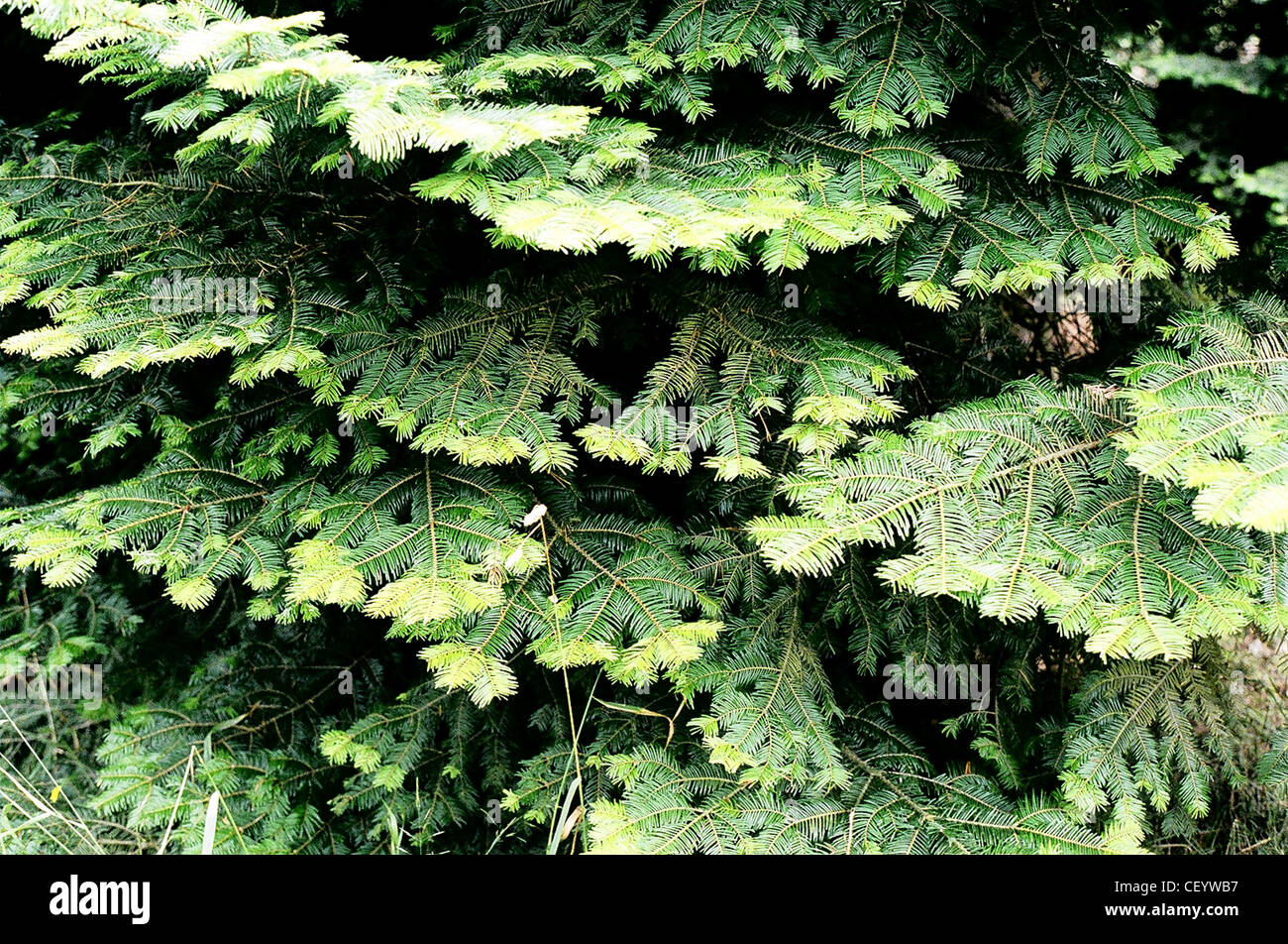 A close up of the lower branches of a fir tree Stock Photo - Alamy