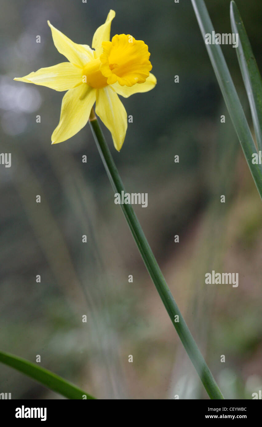 A 'King of Spain' variety daffodil Stock Photo - Alamy