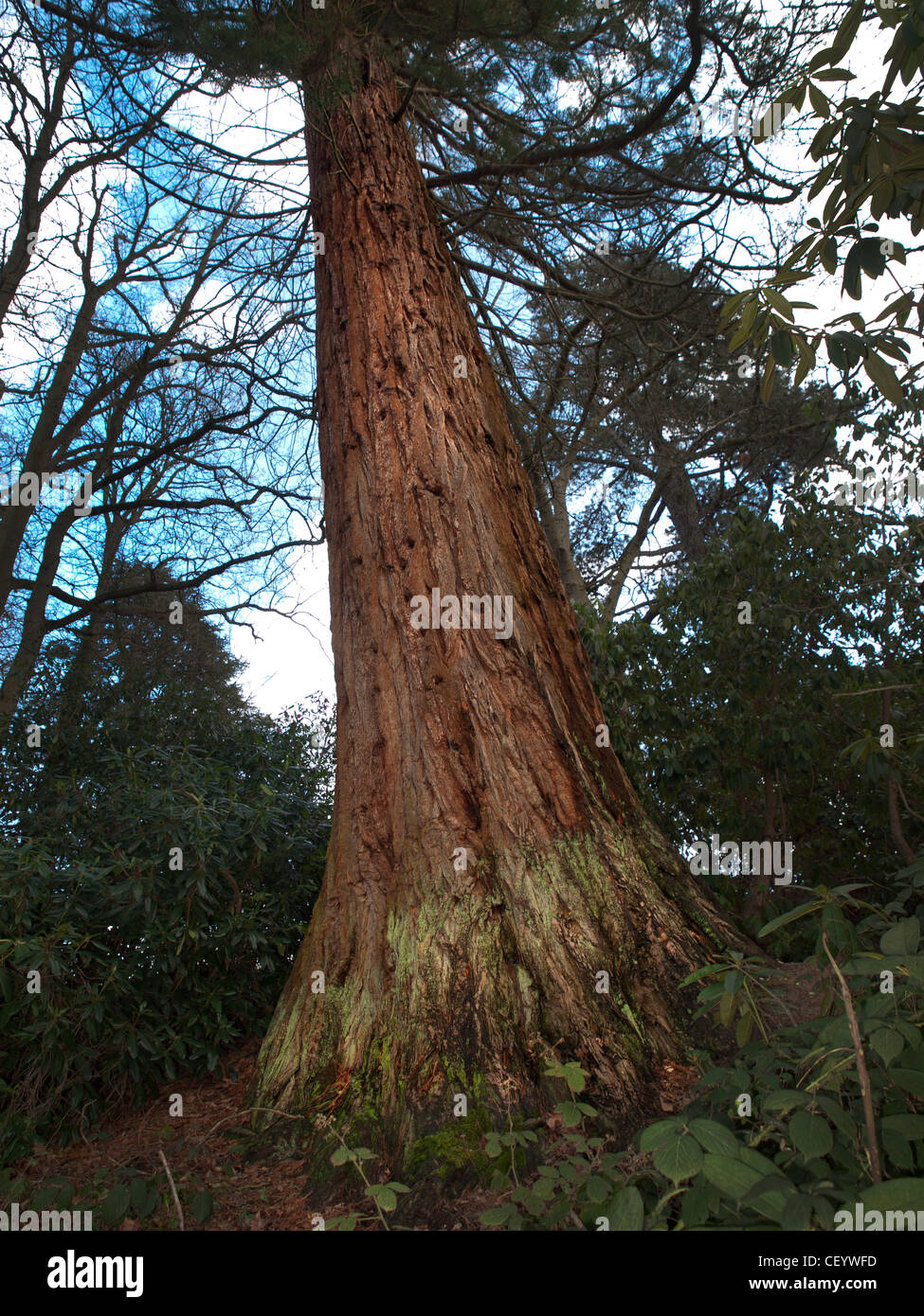 A sequoia tree Stock Photo - Alamy