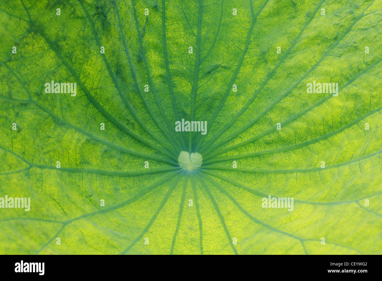 Lotus texture hi-res stock photography and images - Alamy
