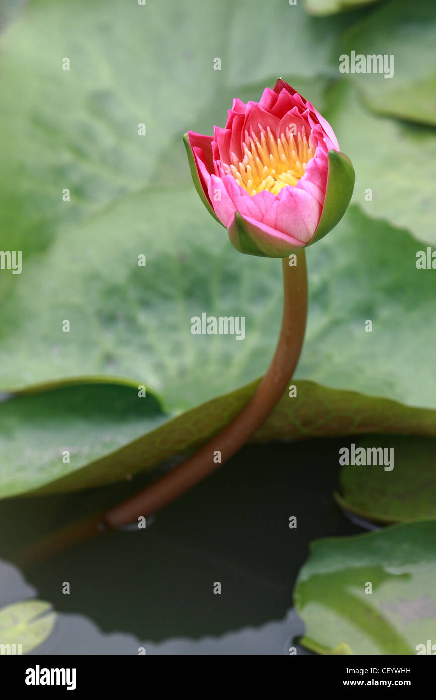 water lily, lotus Stock Photo - Alamy