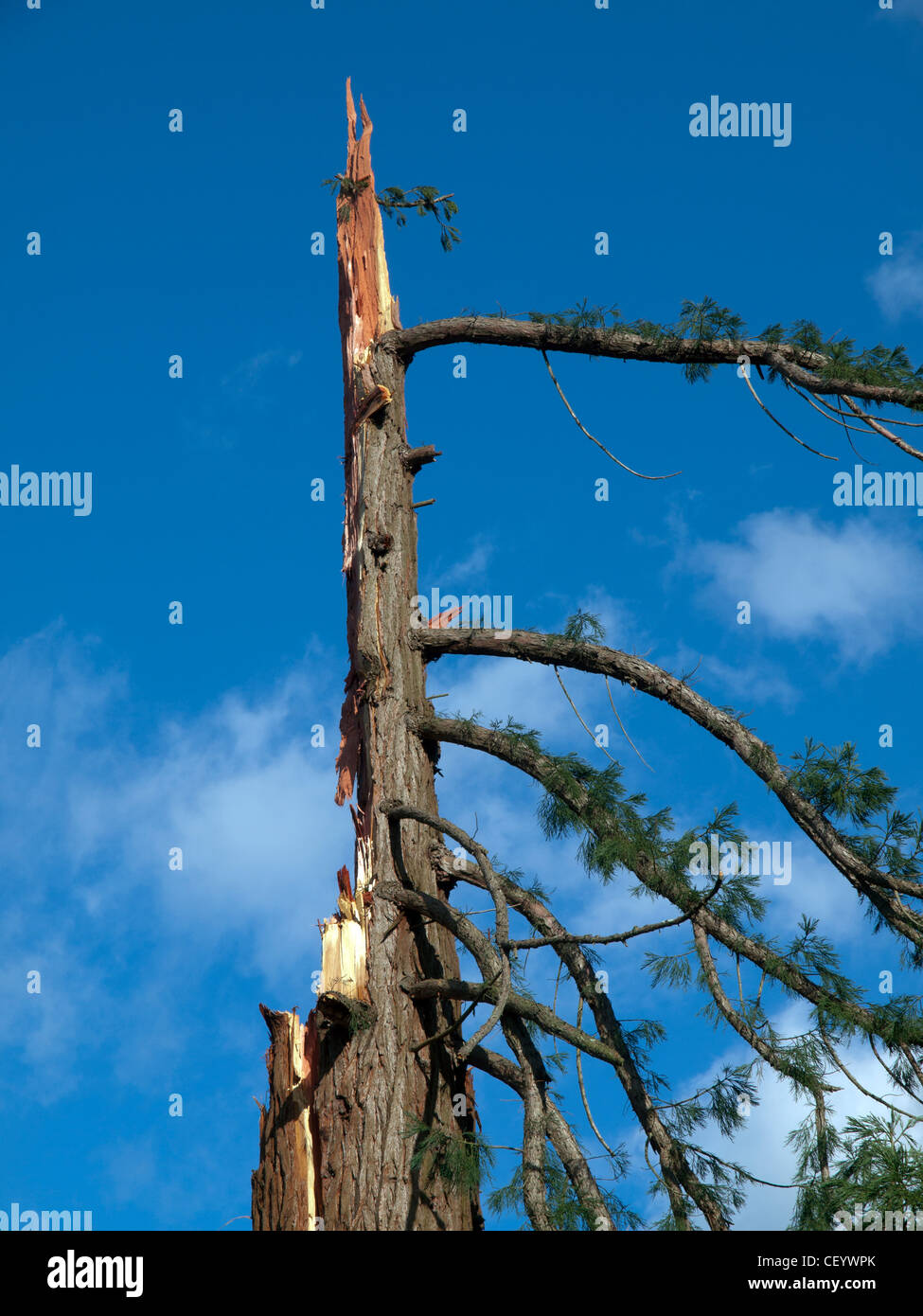 A sequoia tree damaged by a lightning strike Stock Photo - Alamy