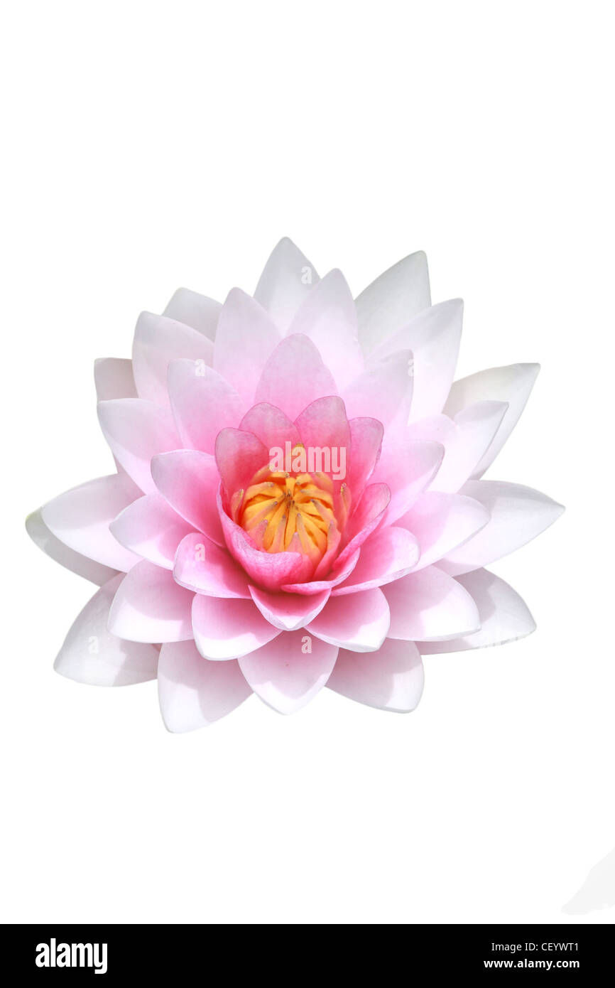 White water lily lotus aquatic Cut Out Stock Images & Pictures - Alamy