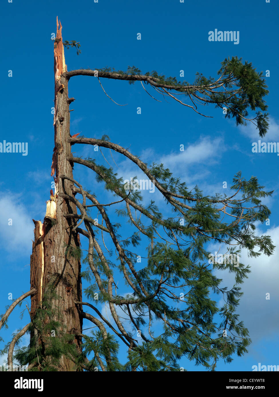 A sequoia tree damaged by a lightning strike Stock Photo - Alamy