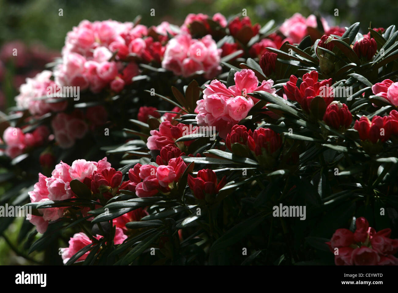 A pink Rhododendron 'Vintage Rose' Stock Photo - Alamy