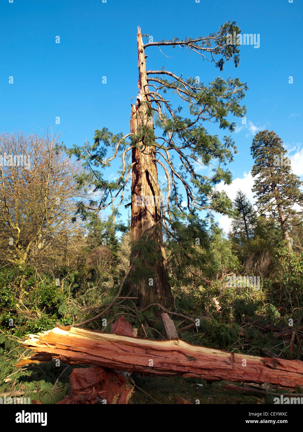 A sequoia tree damaged by a lightning strike Stock Photo - Alamy