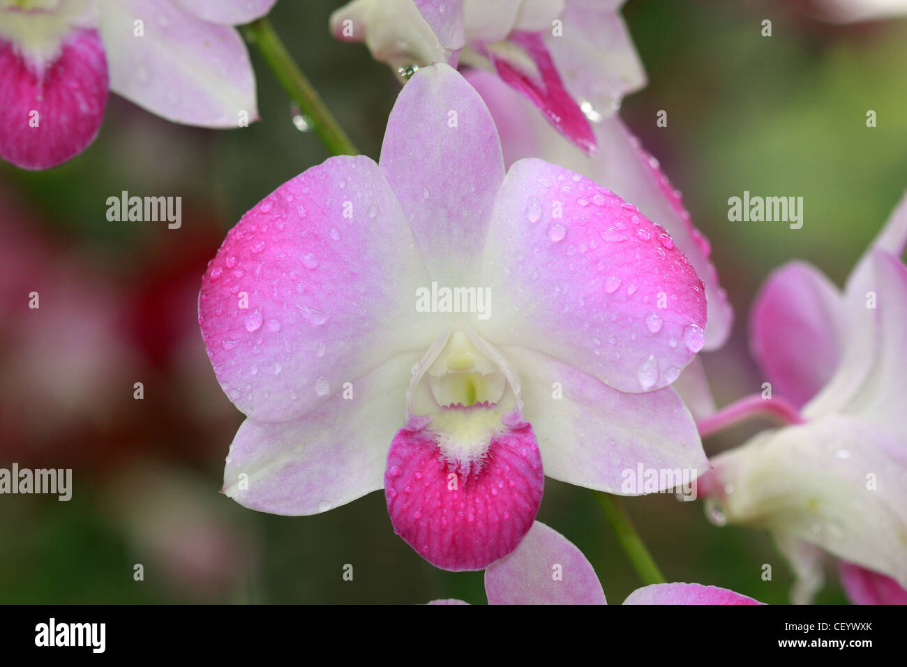 single pink orchid Stock Photo - Alamy
