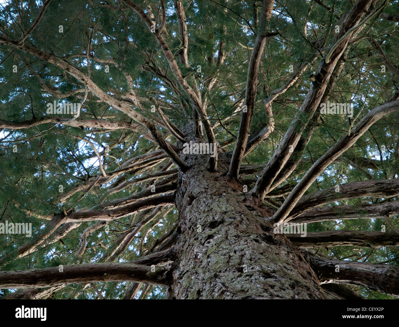 A sequoia tree Stock Photo - Alamy