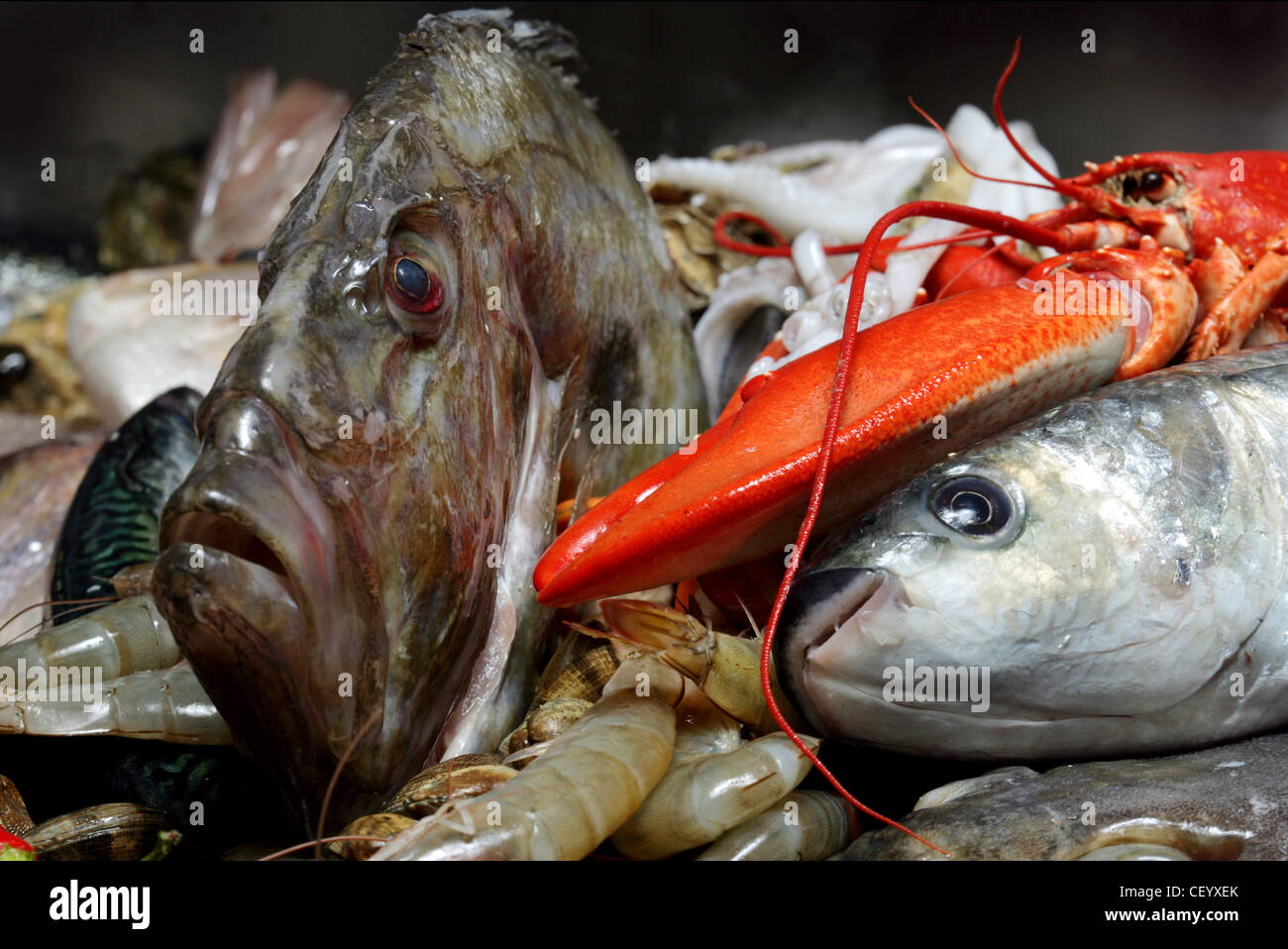 Detail image of freshly cought John Dory fish, cockles, tiger prawns ...