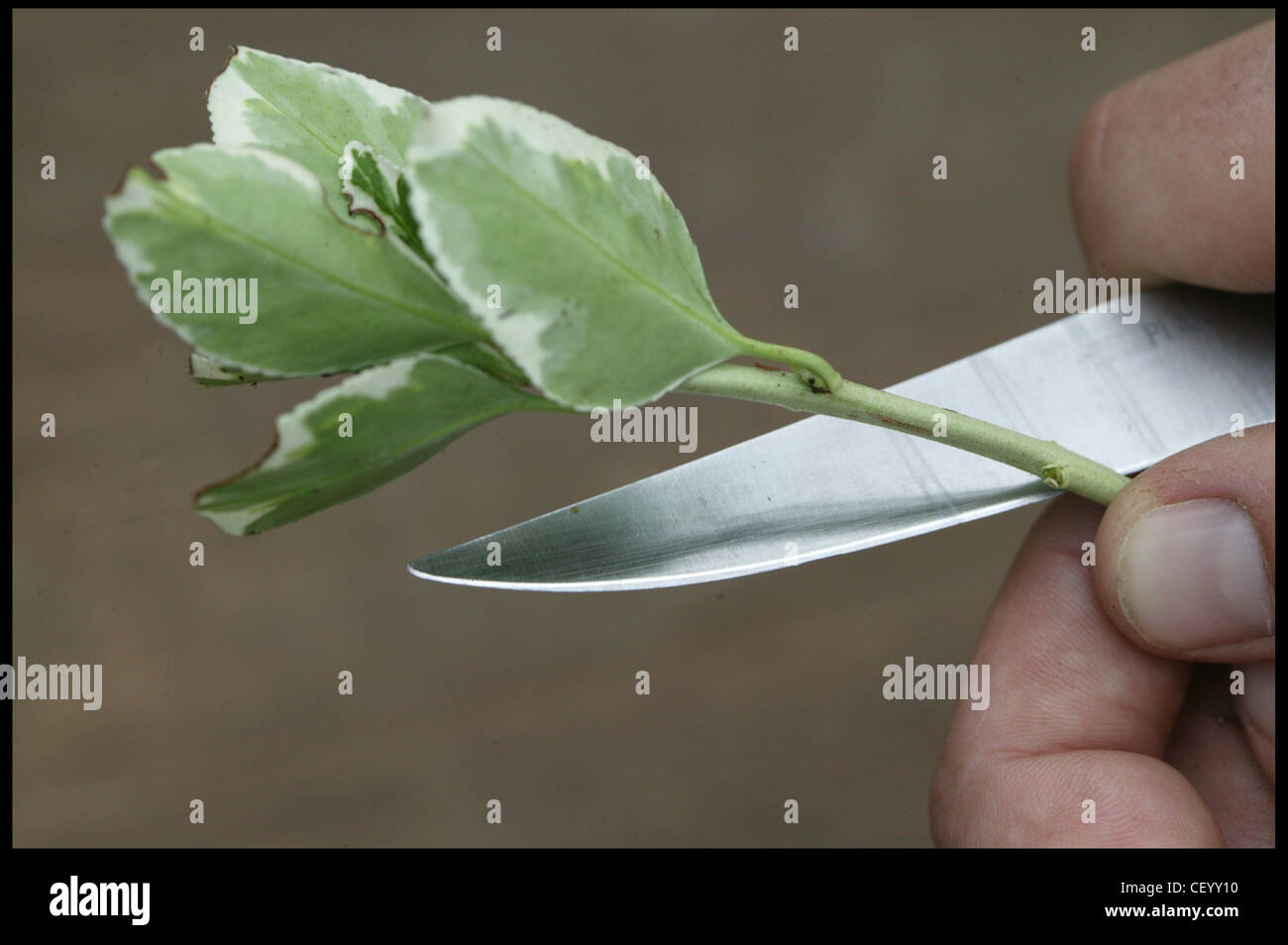 Step by step Angled cut beneath a node of semi ripe cutting from ...