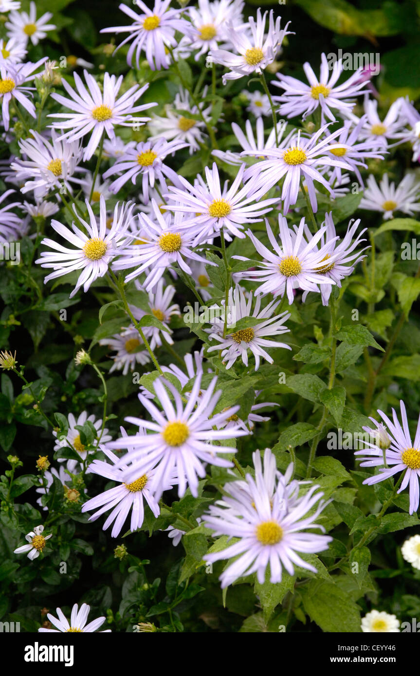 Modern Victorian Garden Detail image of Aster thomsonii (Nanus) flowers ...
