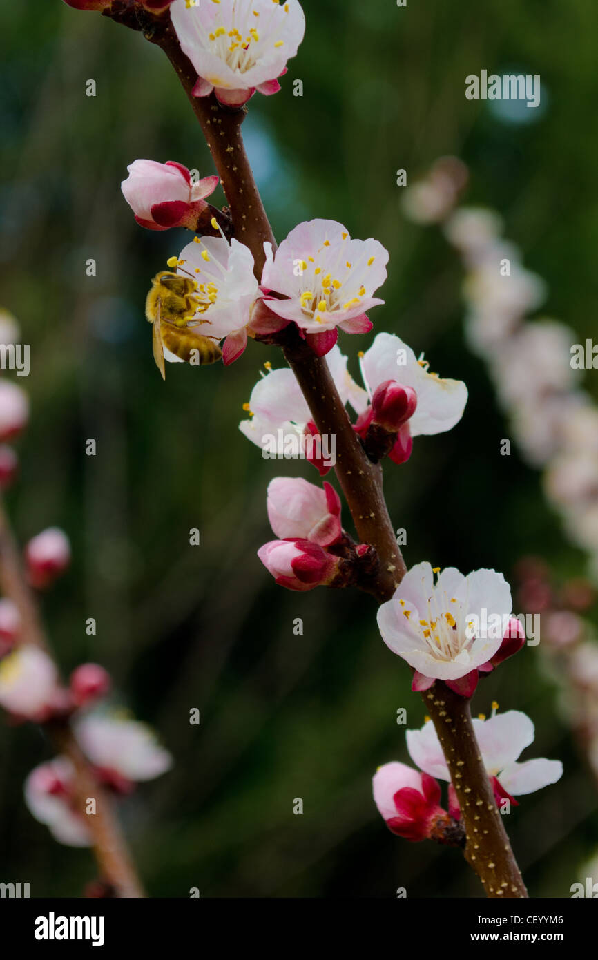 Aprium fruit tree hi-res stock photography and images - Alamy