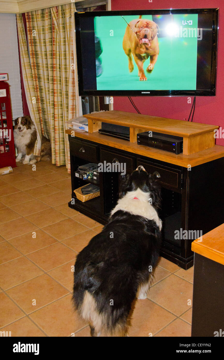 Can Dogs Learn From Watching Tv