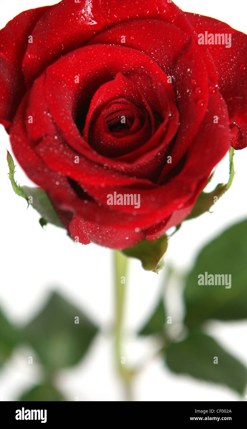 A still life image of a single red rose Stock Photo - Alamy