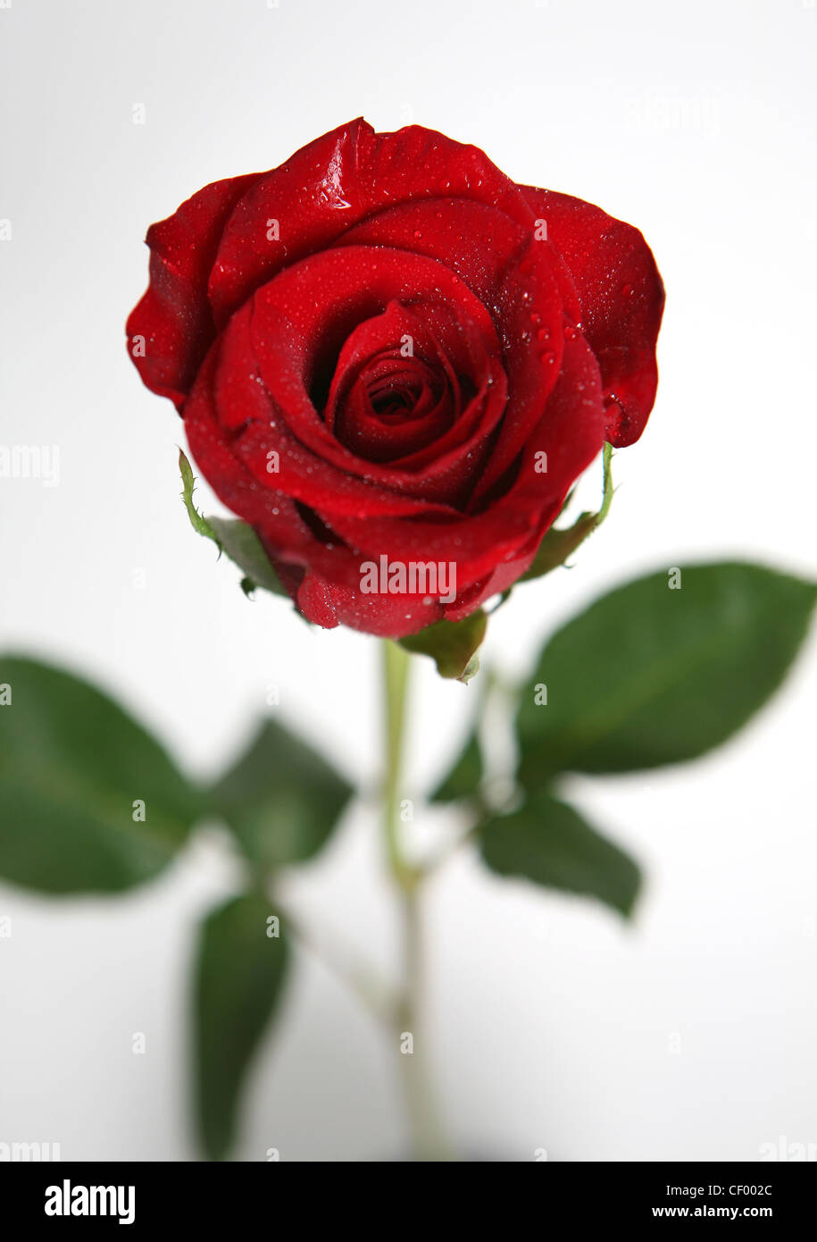 Single red rose stem hi-res stock photography and images - Alamy