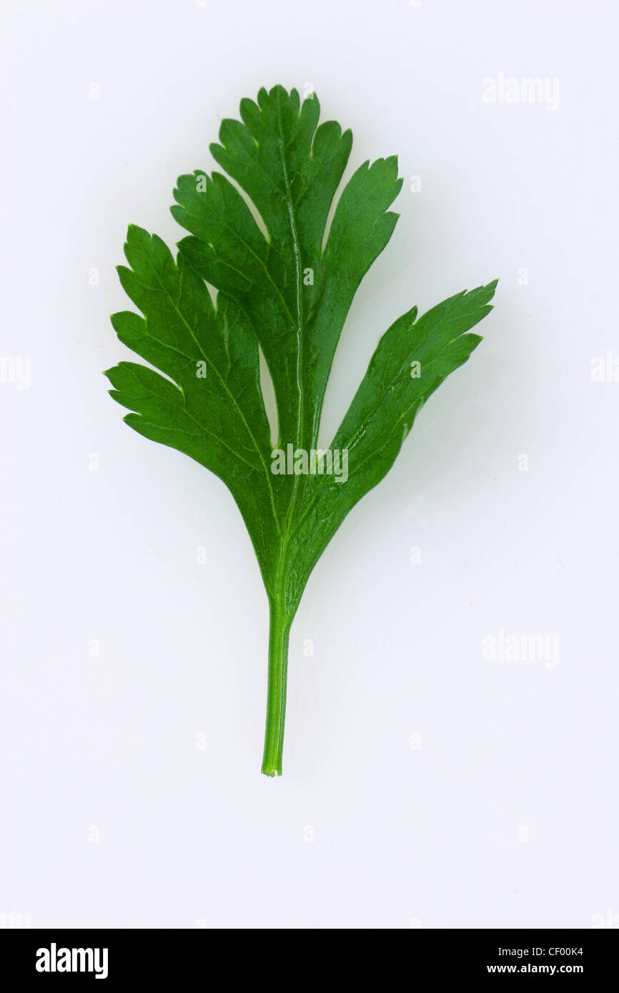 A cut out of a single flat parsley leaf Stock Photo - Alamy