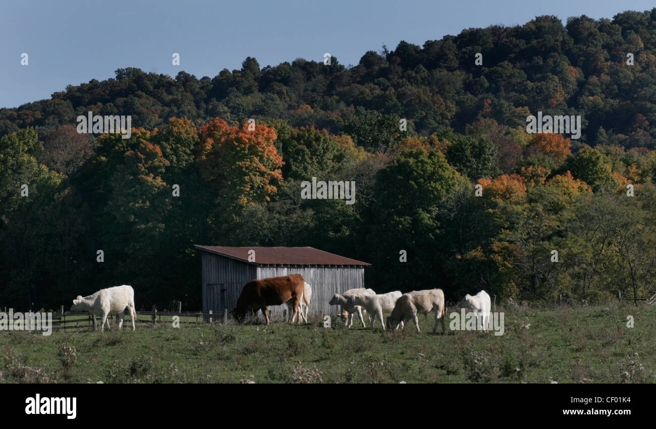 cows on farm fall leaves barn Ohio Stock Photo - Alamy