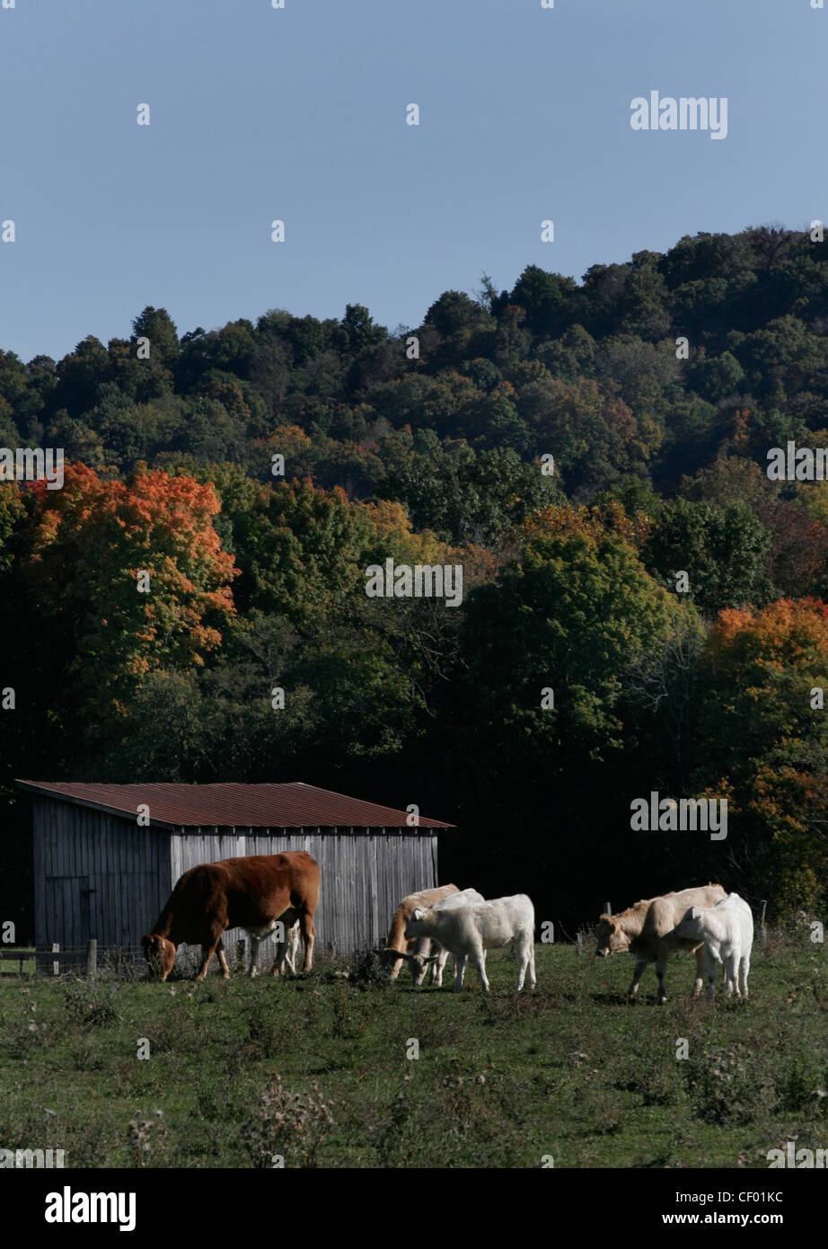 cows on farm fall leaves barn Ohio Stock Photo - Alamy