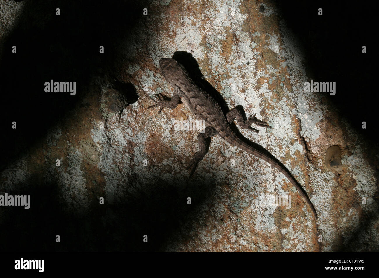 eastern fence lizard on sandstone rock lichen Red River gorge Kentucky ...