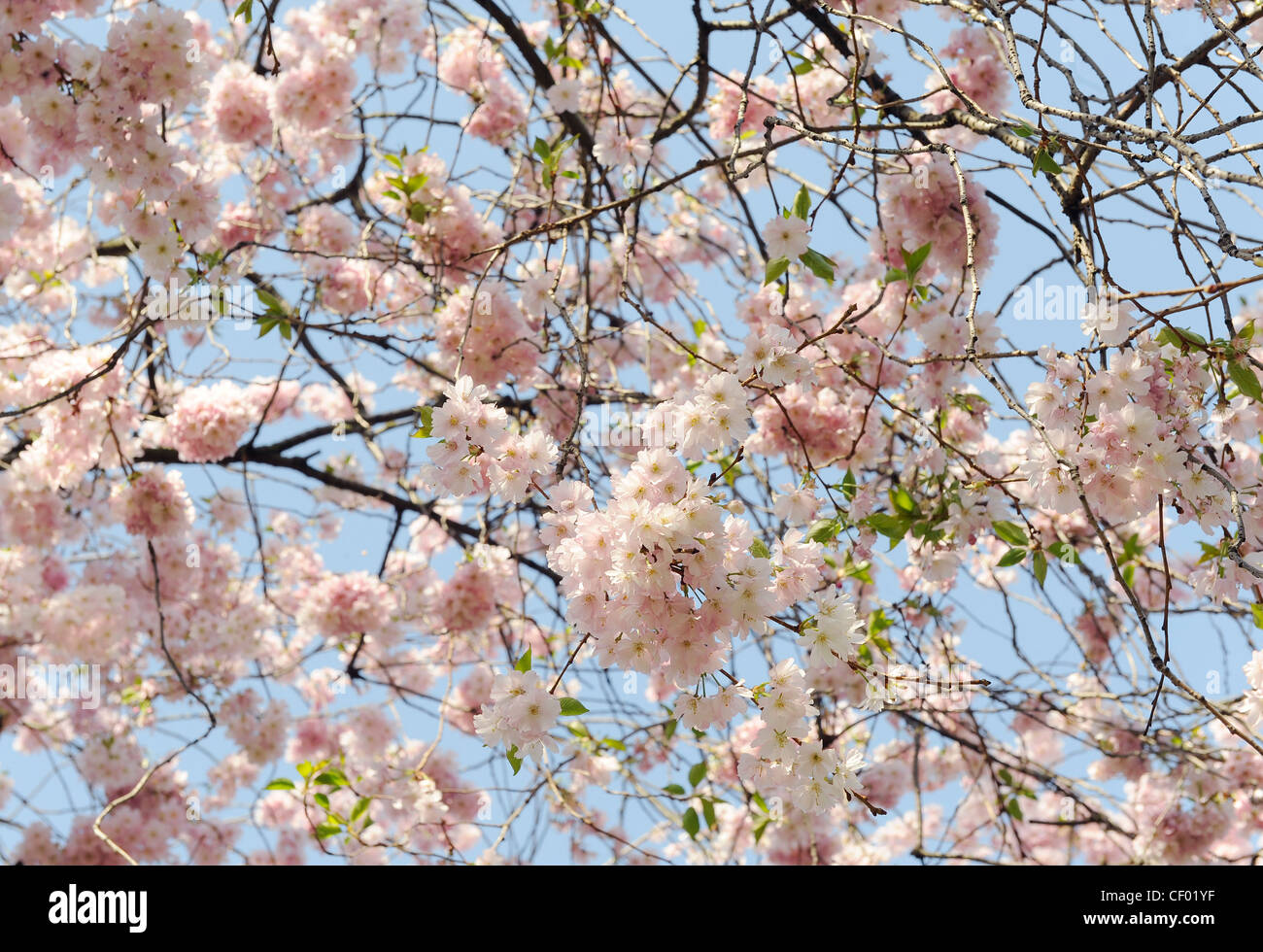 Blue apple tree series hi-res stock photography and images - Alamy
