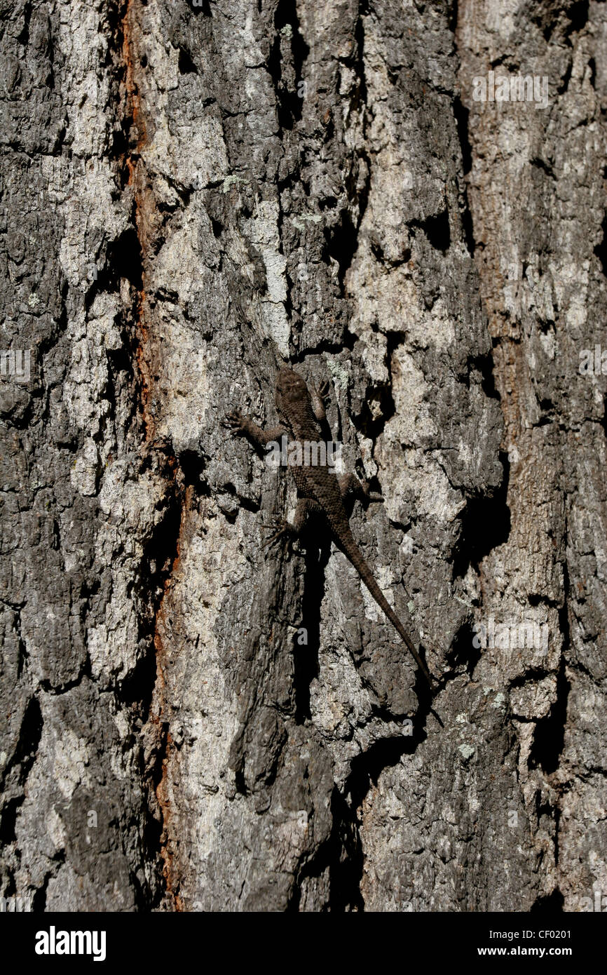 eastern fence lizard on pine tree bark Red River gorge Kentucky Daniel ...