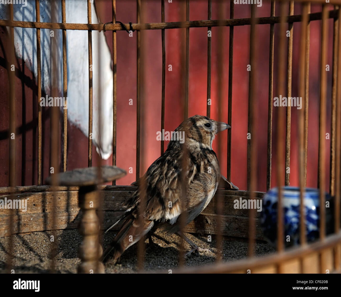 Clipped wings hi-res stock photography and images - Alamy