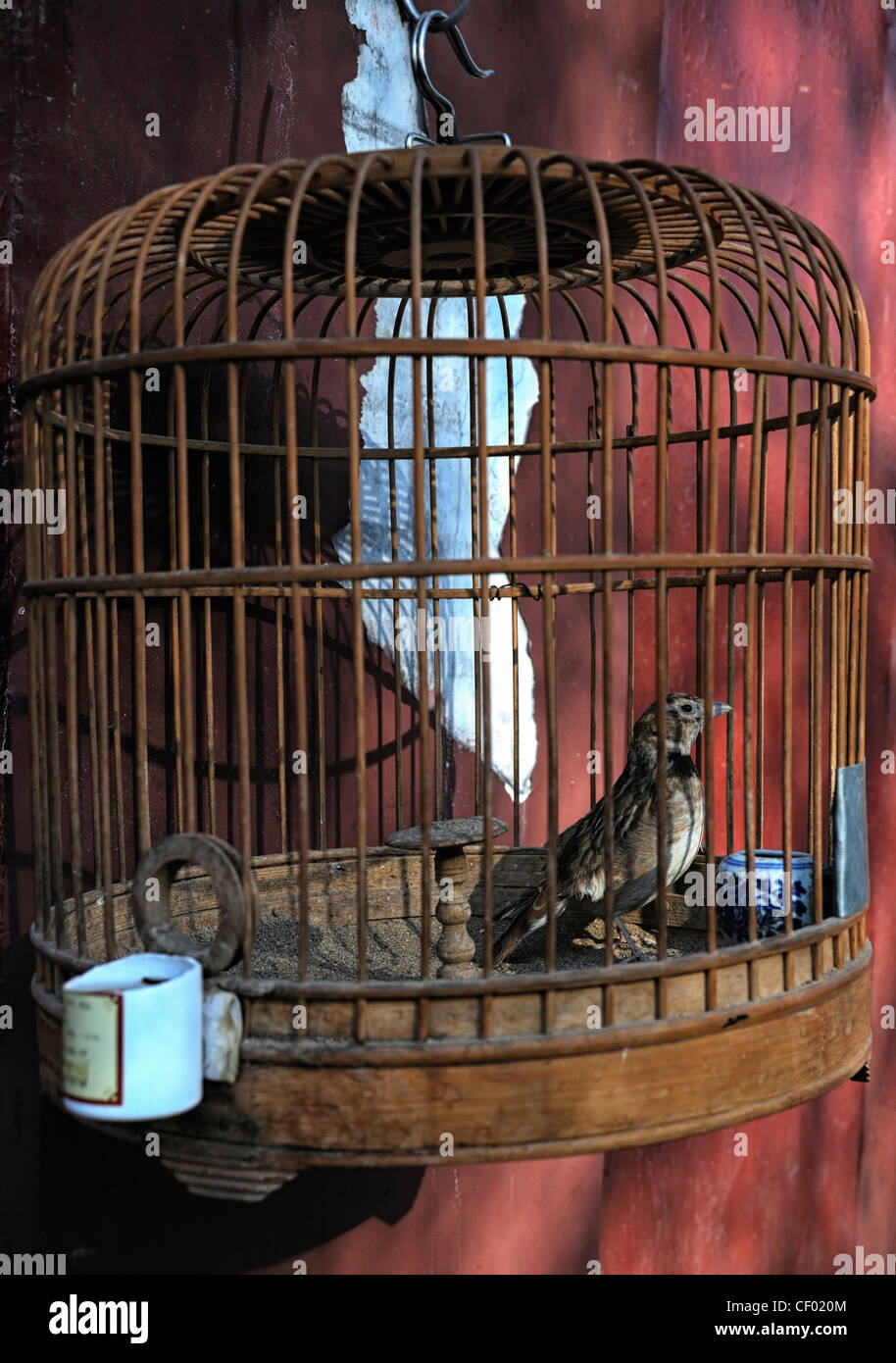 small wild bird captive tied tie wings clipped wooden cage caged ...