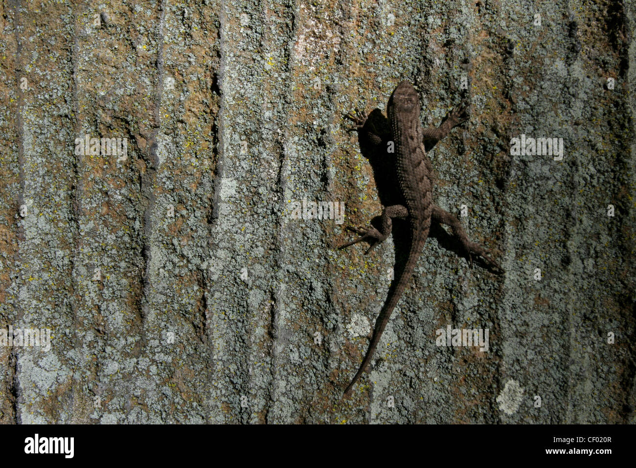 eastern fence lizard on sandstone rock lichen Red River gorge Kentucky ...