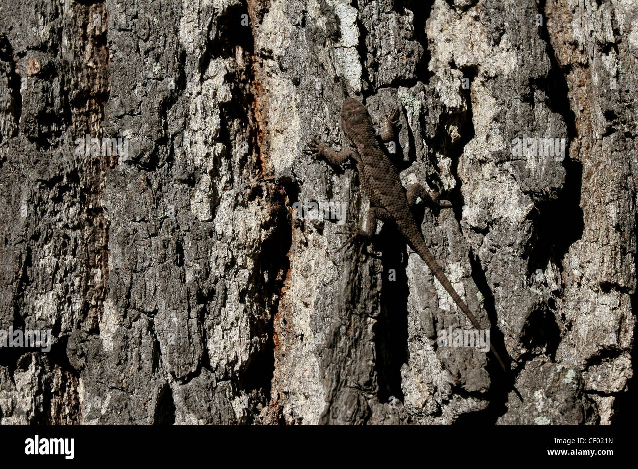 eastern fence lizard on pine tree bark Red River gorge Kentucky Daniel ...