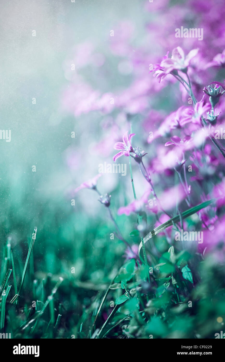 close up of summer garden flowers in rain Stock Photo - Alamy