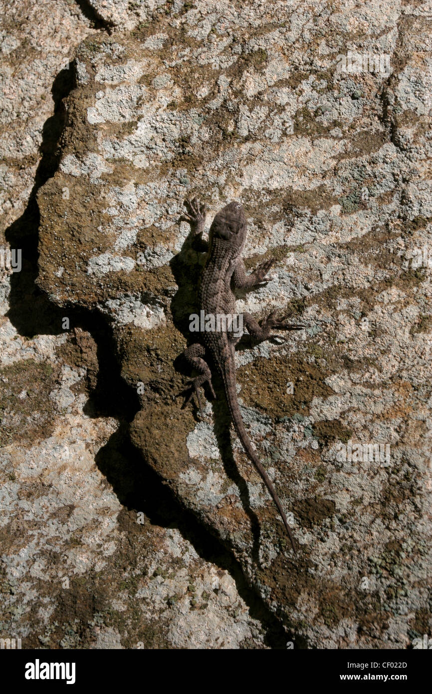 eastern fence lizard on sandstone rock lichen Red River gorge Kentucky ...