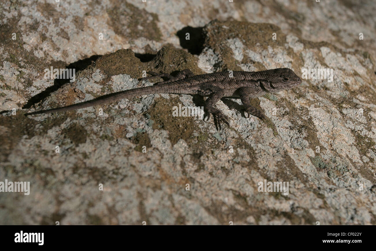 eastern fence lizard on sandstone rock lichen Red River gorge Kentucky ...