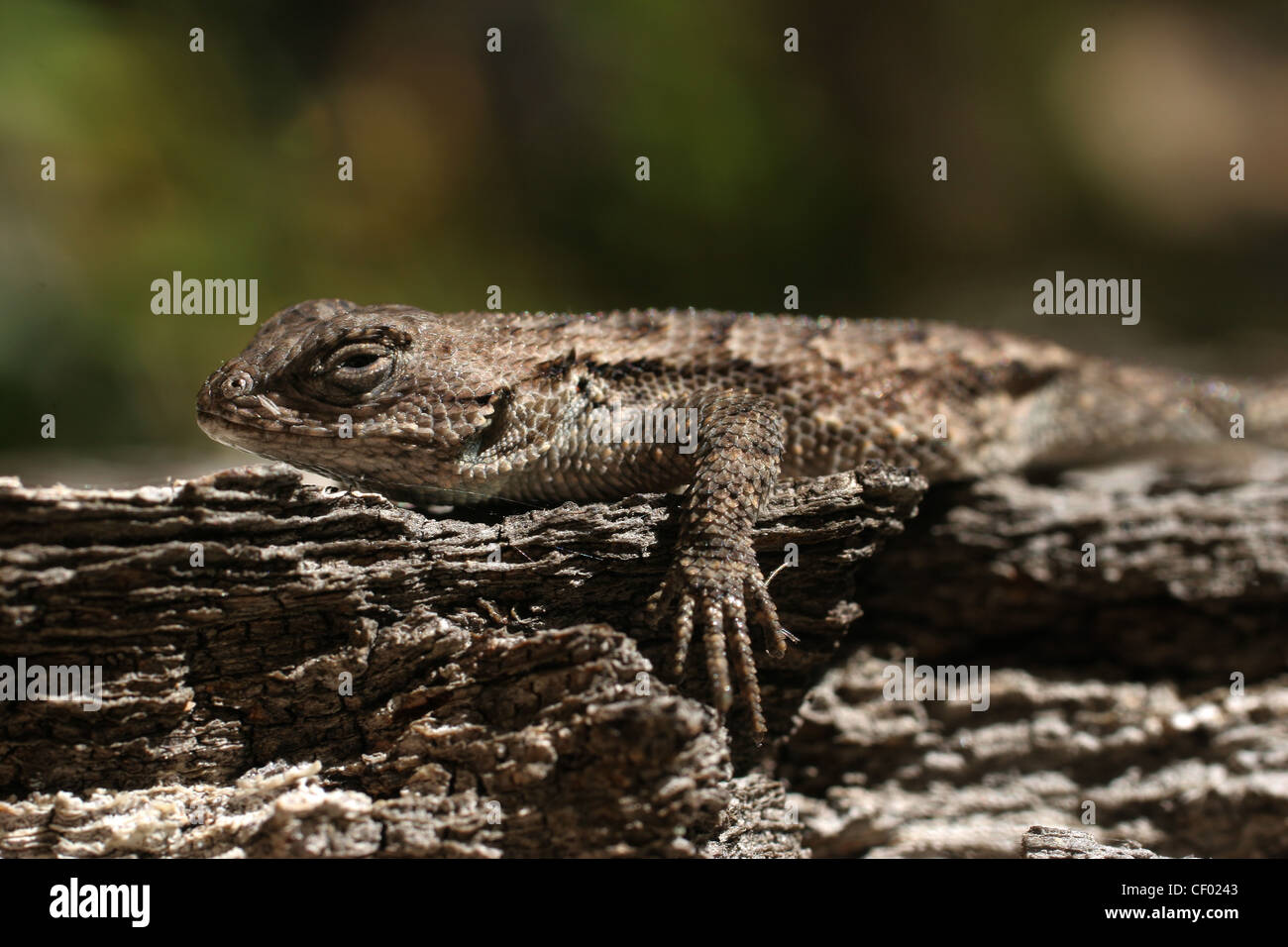 eastern fence lizard on sandstone rock lichen Red River gorge Kentucky ...