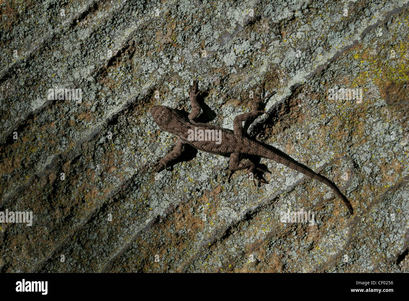 eastern fence lizard on sandstone rock lichen Red River gorge Kentucky ...