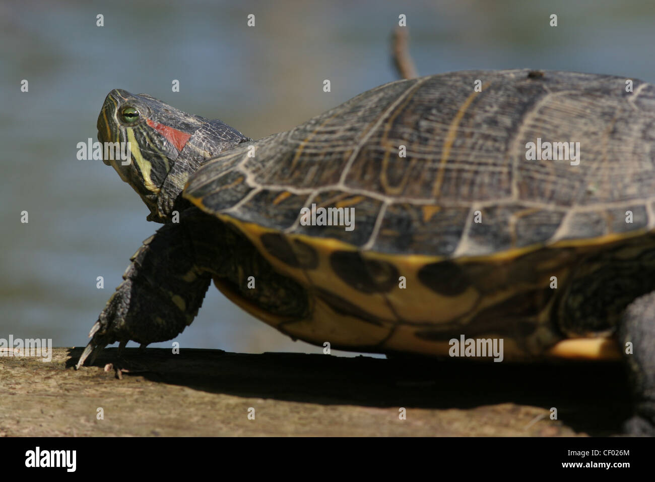 Red eared pond slider hi-res stock photography and images - Alamy