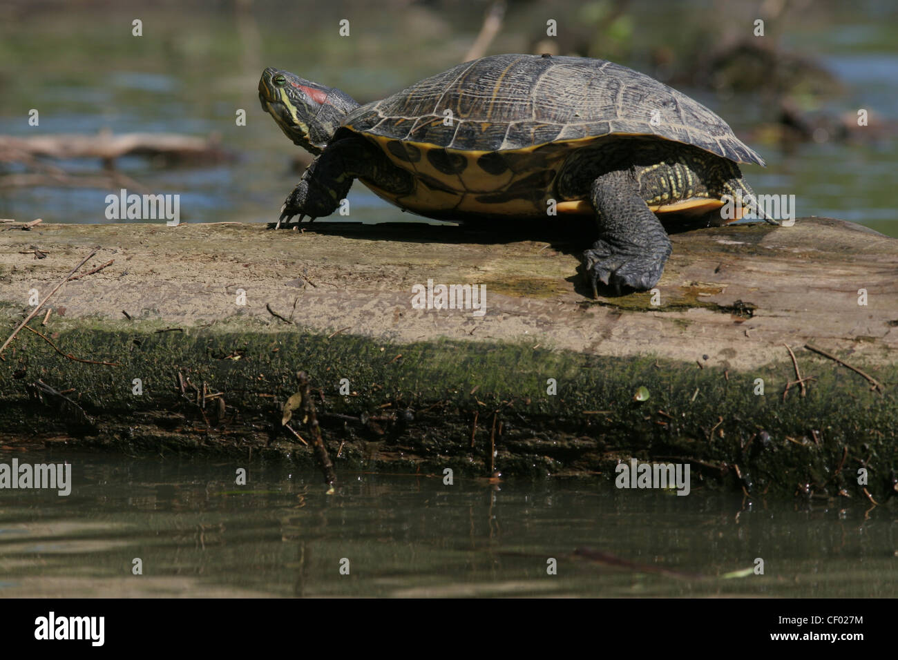 Red eared slider turtle Ohio pond Stock Photo - Alamy