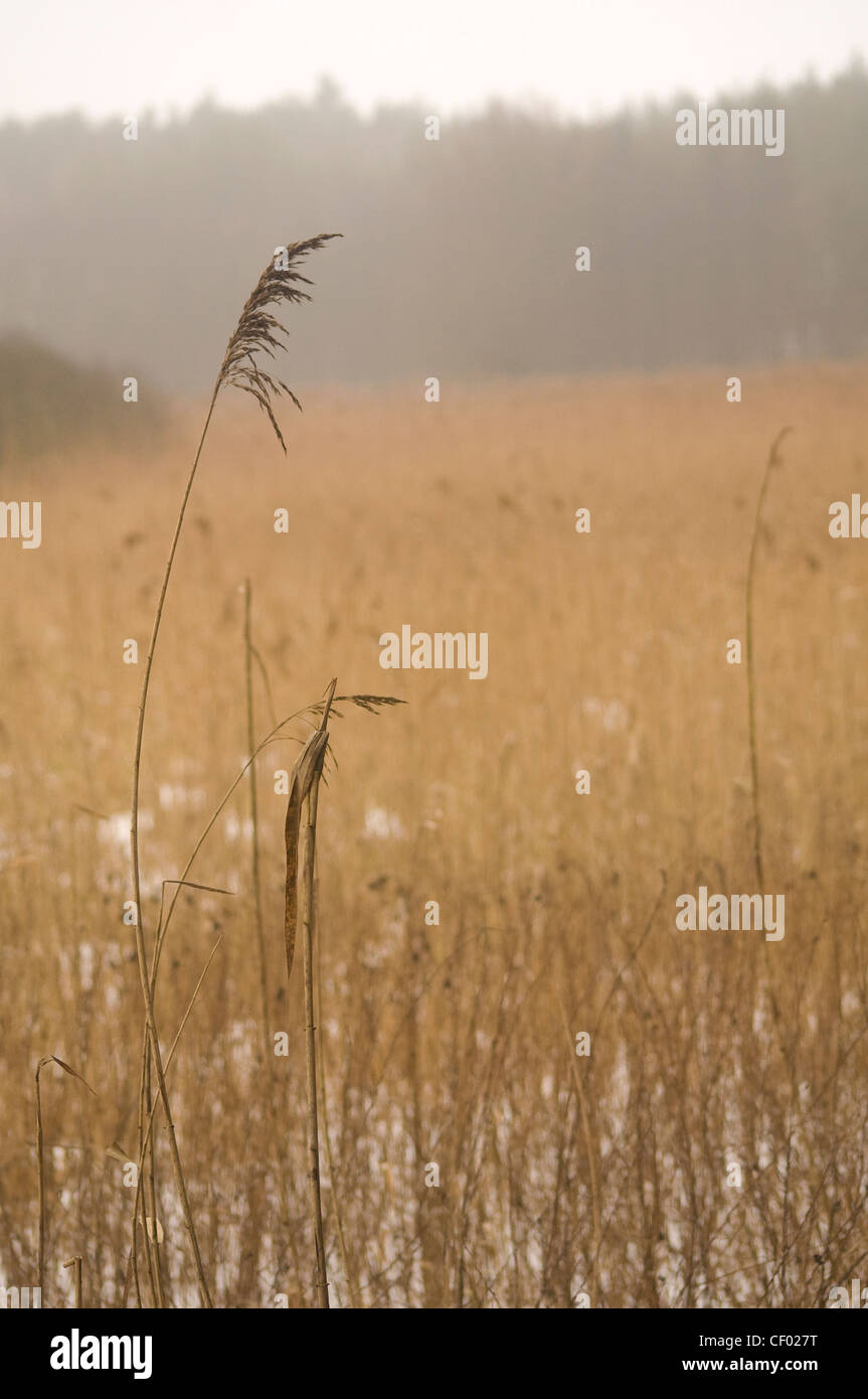 Reed and cane hi-res stock photography and images - Alamy