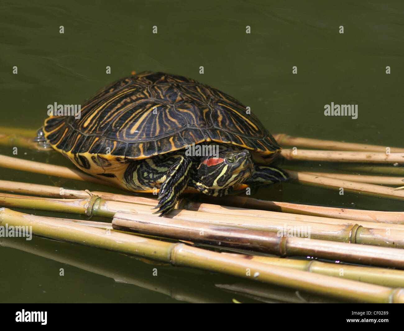 Red eared slider turtle Ohio pond Stock Photo - Alamy