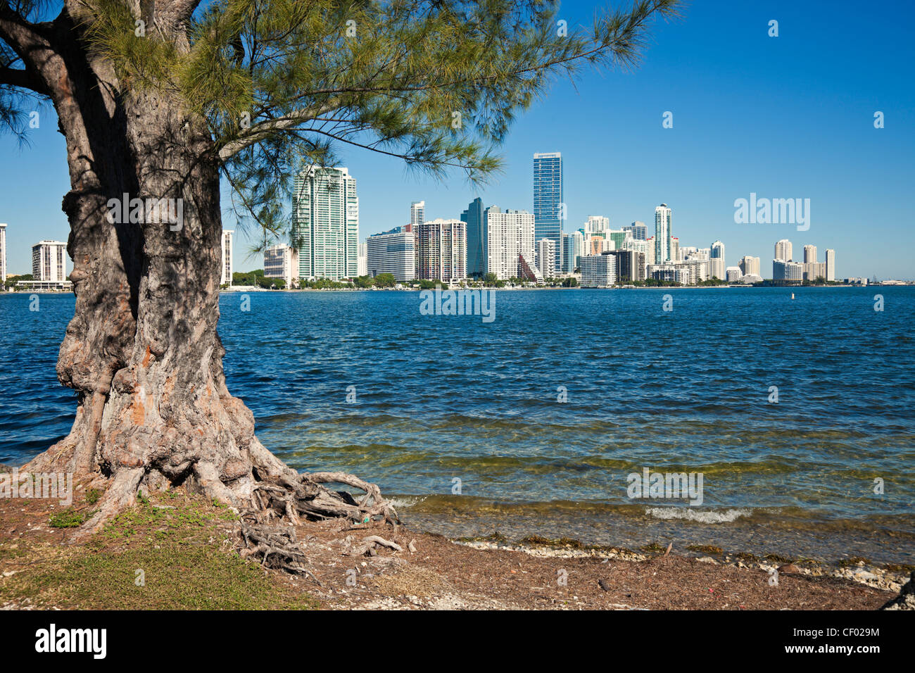Trees and skyline of Miami, Florida Stock Photo - Alamy