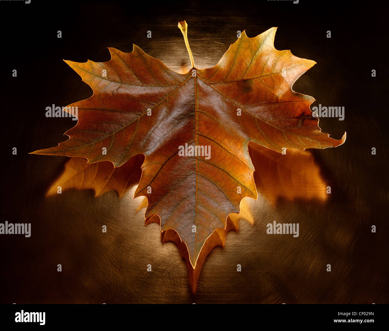 Sycamore leaf hi-res stock photography and images - Alamy