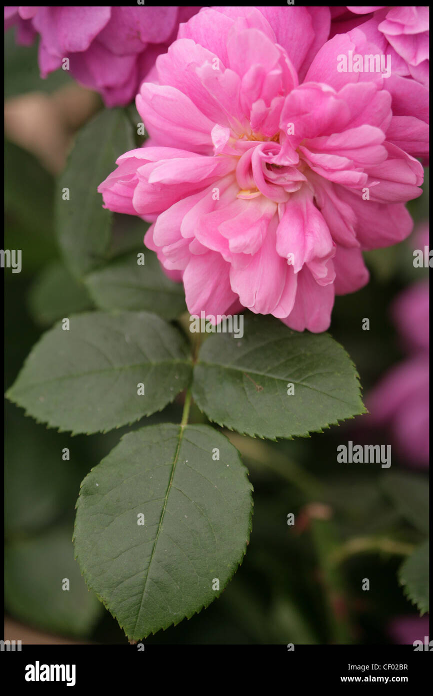 Princess Anne RoseDavid Austin RosesThe RHS Chelsea Flower Show in ...