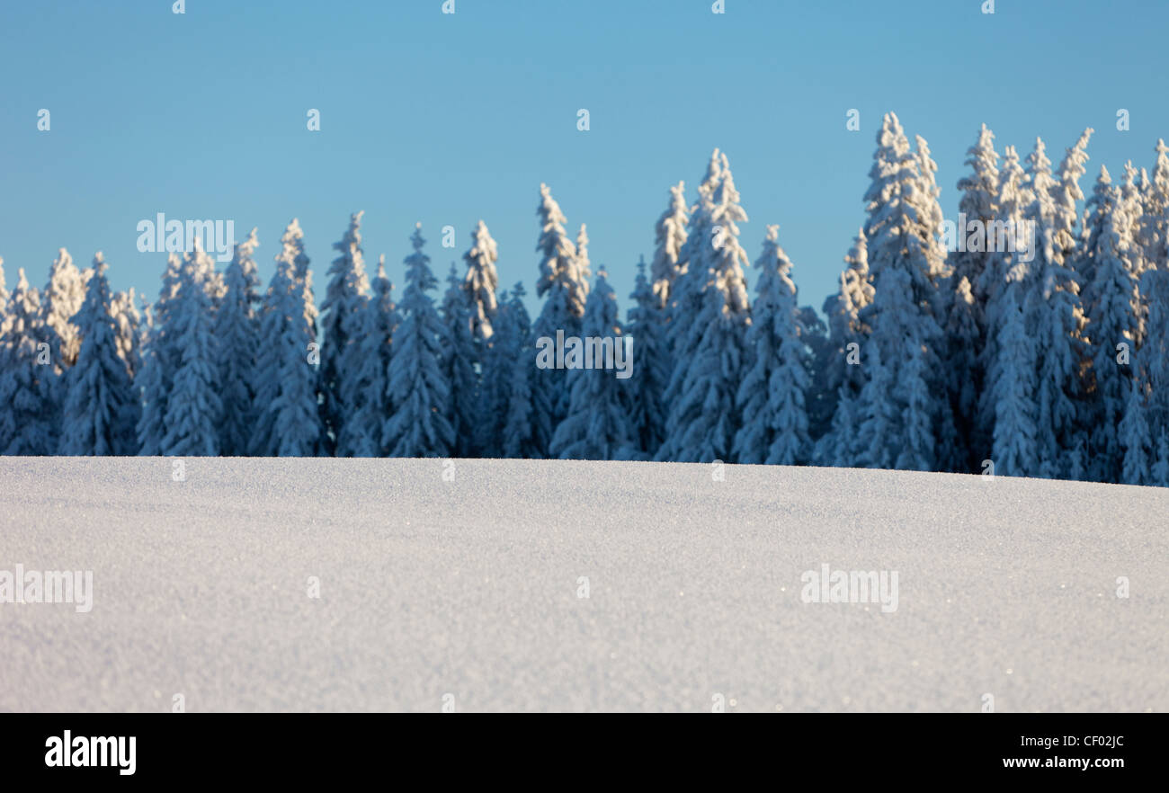 View of snow surface and blurred snowy spruce trees in the forest at ...