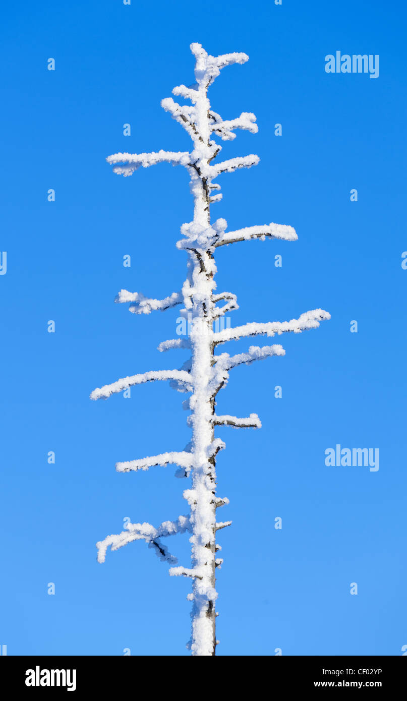 Isolated snowy dead standing tree snag against blue sky , Finland Stock ...