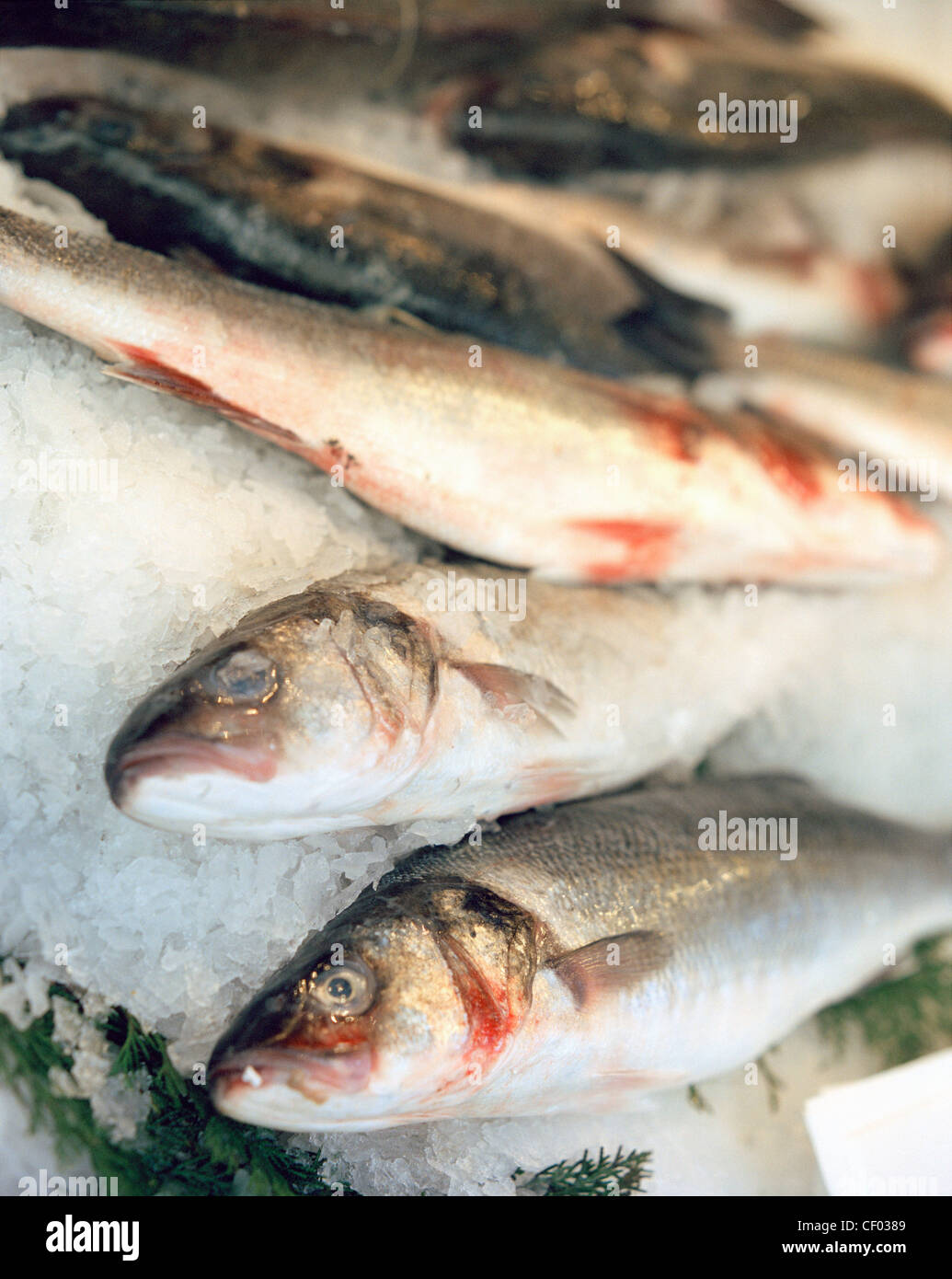 Trout ice fish colour hi-res stock photography and images - Alamy