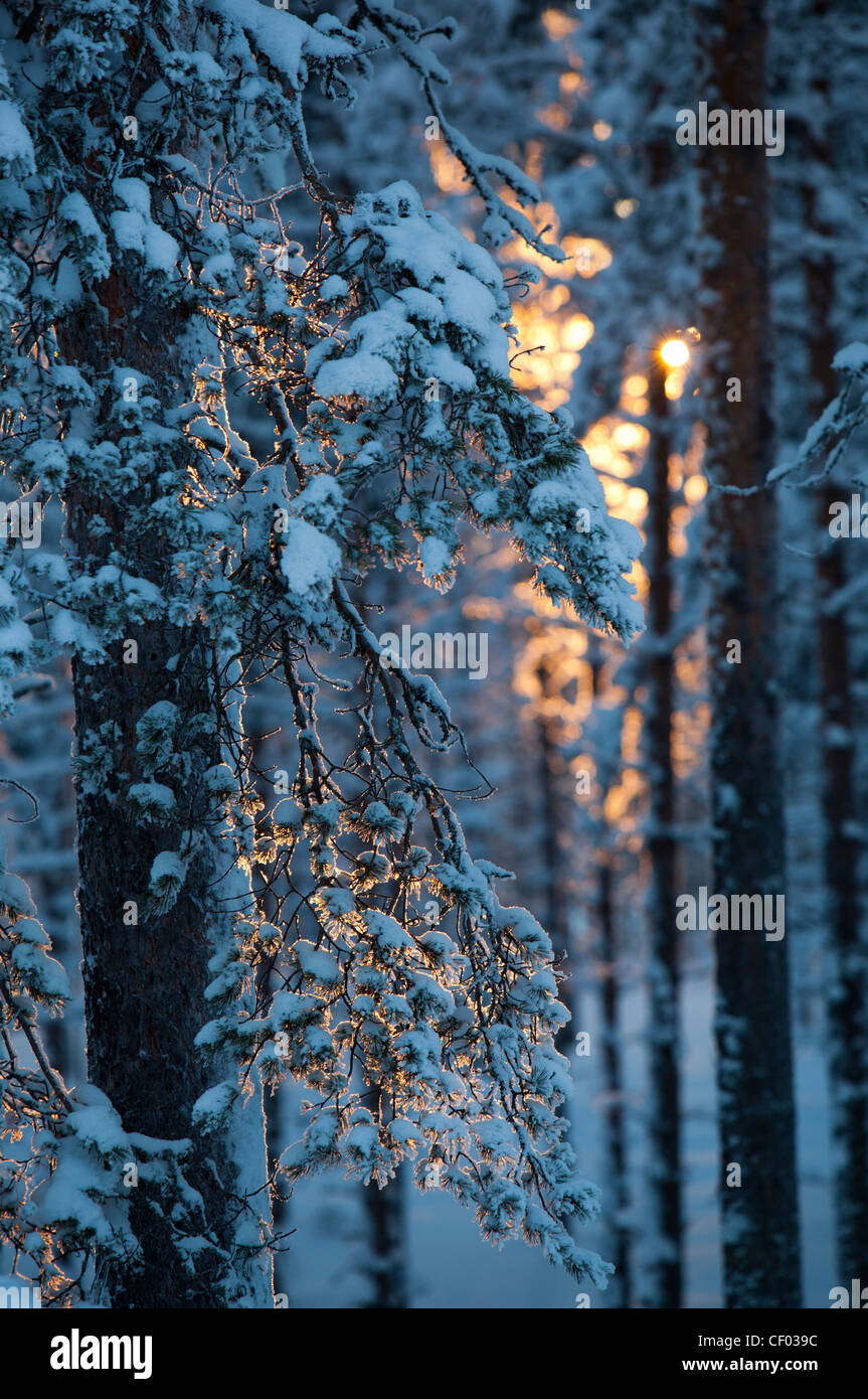 Last rays of sun at young pine ( pinus sylvestris ) taiga forest at ...