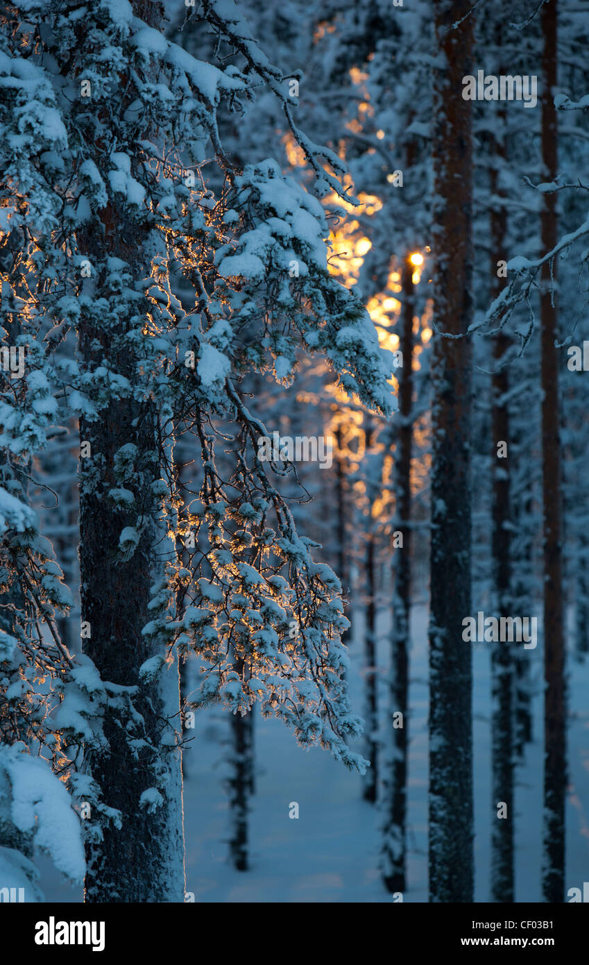 Last rays of sun at young pine ( pinus sylvestris ) taiga forest at ...